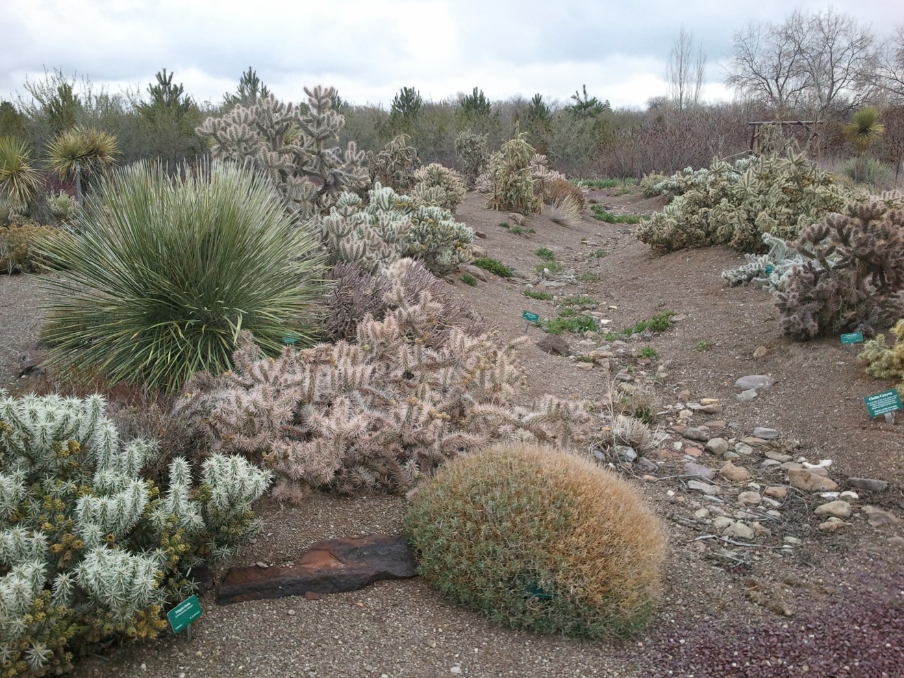 desert plants – awkward botany