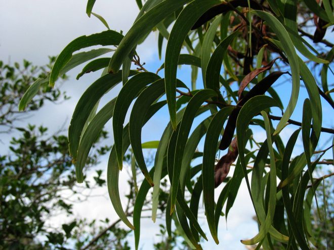 Wise Management of Invaded Plant Communities – awkward botany