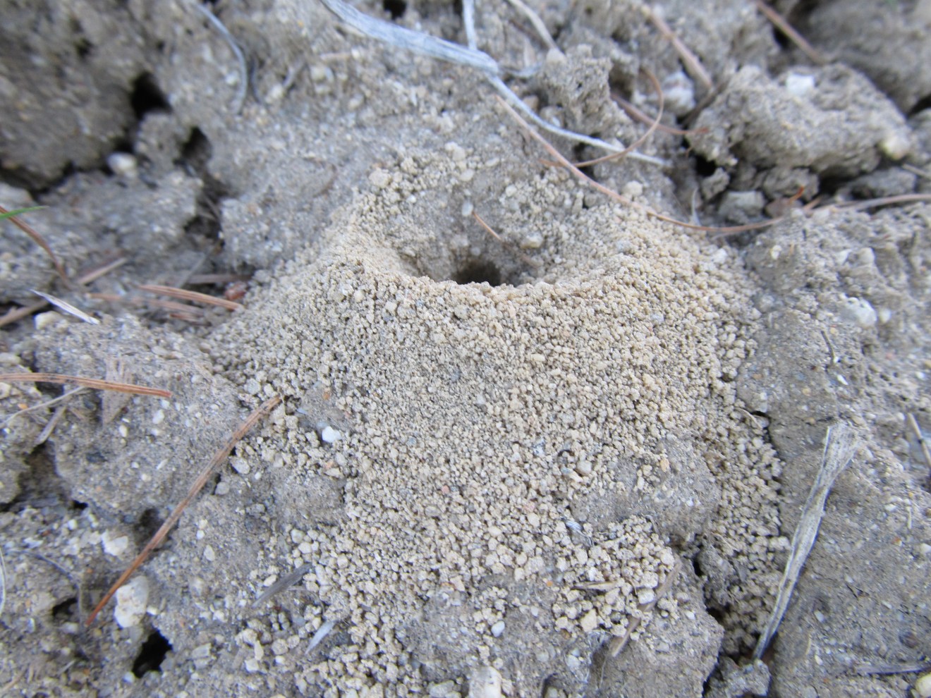 Ground Nesting Bees in the Garden – awkward botany