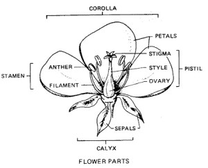 14 Botanical Terms for Flower Anatomy – awkward botany