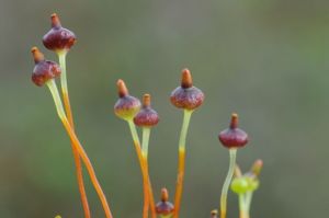 Year of Pollination: Dung Moss – awkward botany
