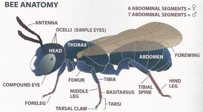 Year of Pollination: The Anatomy of a Bee – awkward botany