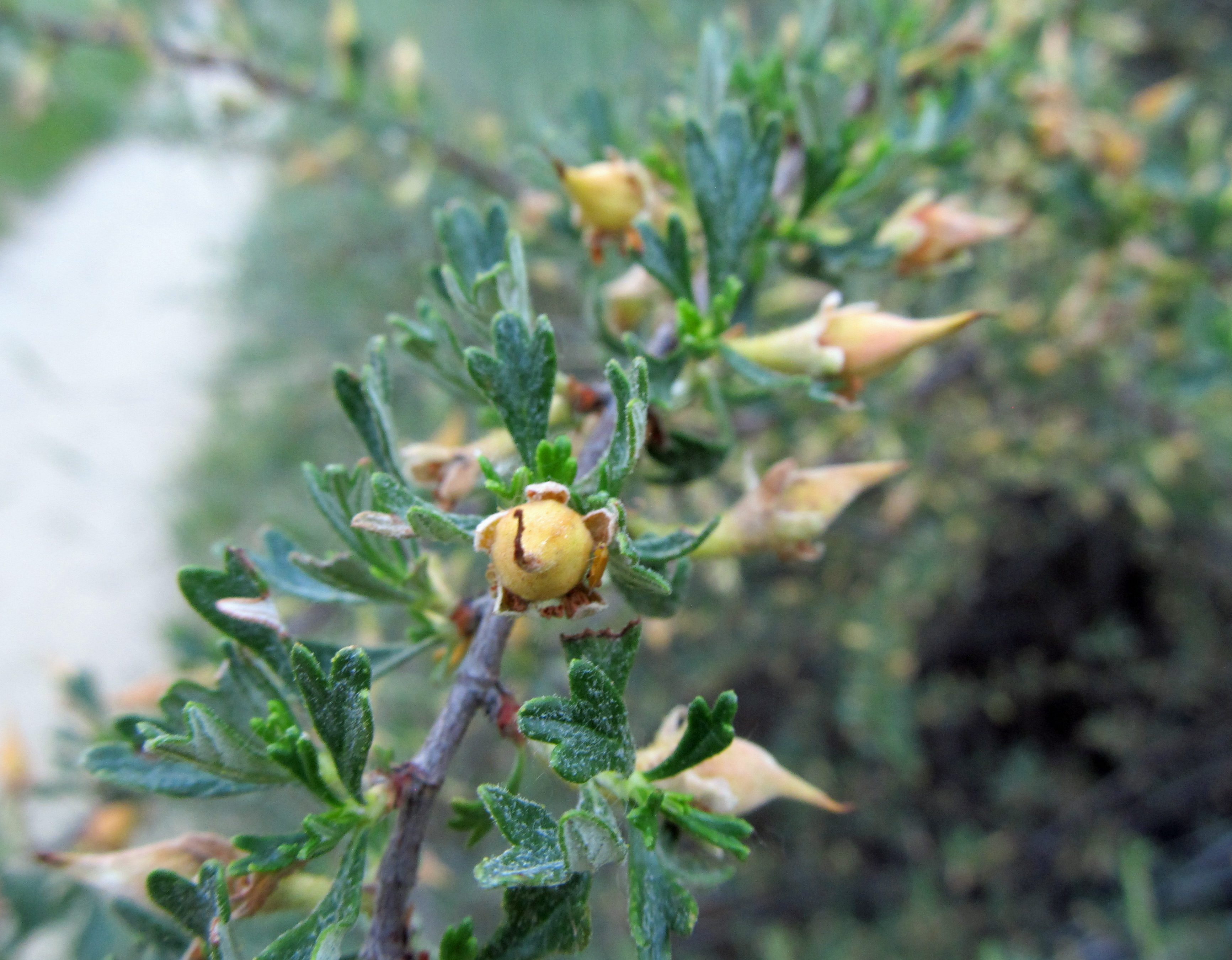 Seed Dispersal via Caching – The Story of Antelope Bitterbrush ...