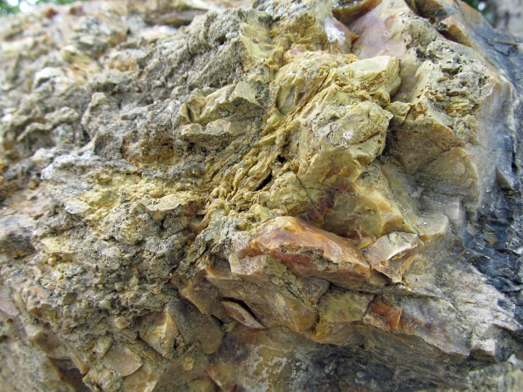 How to Make Petrified Wood – awkward botany