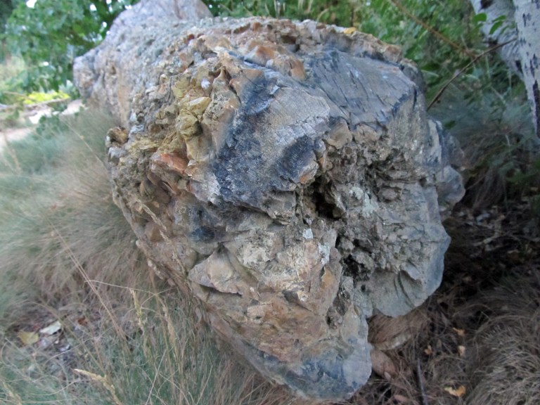 How to Make Petrified Wood – awkward botany