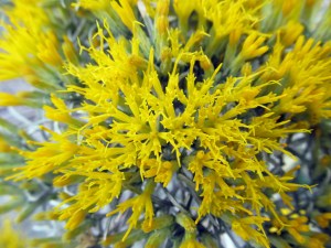 gray rabbitbrush – awkward botany