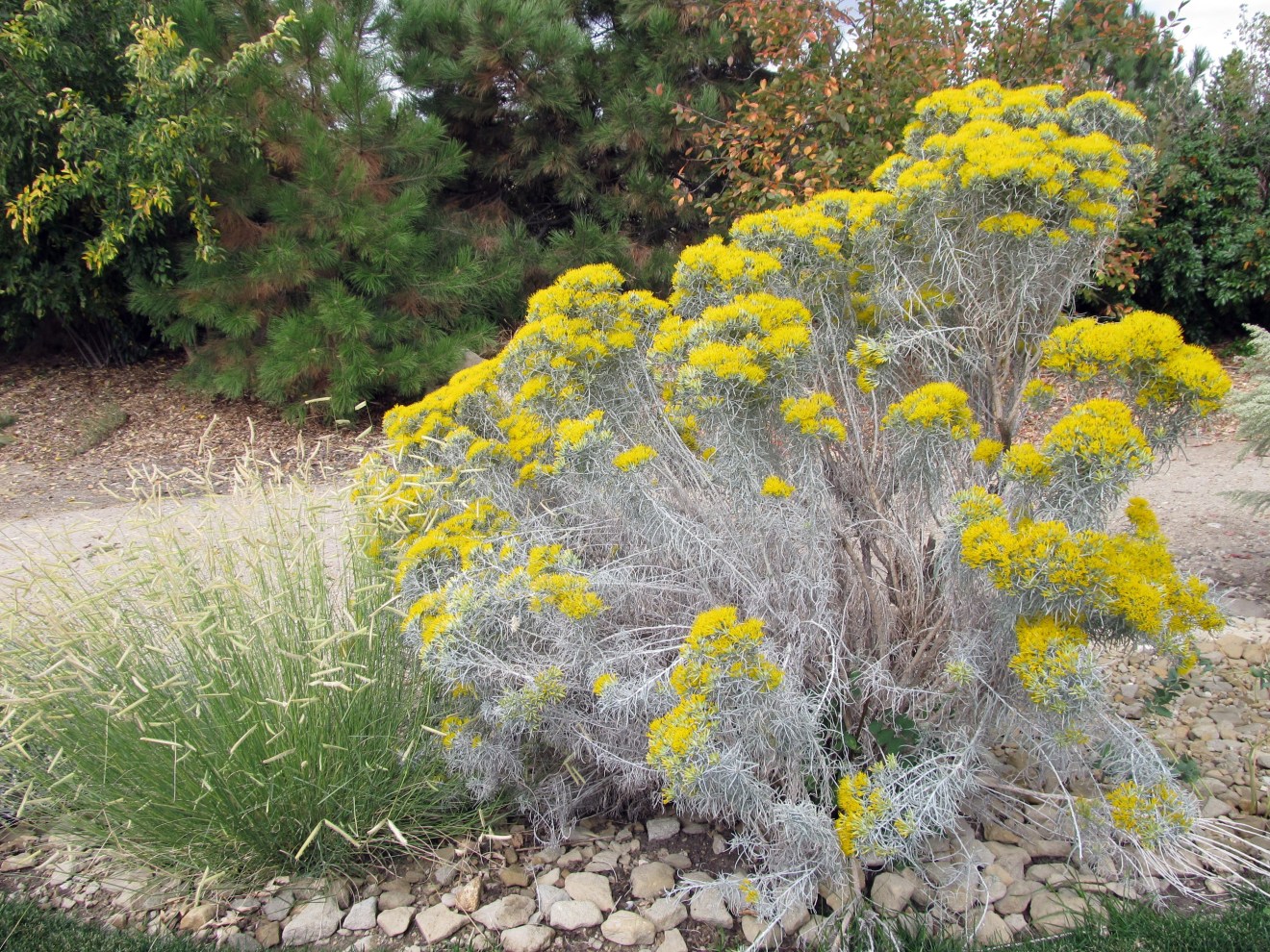 gray rabbitbrush – awkward botany