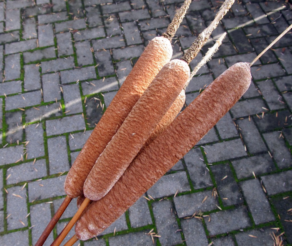 cattails – awkward botany