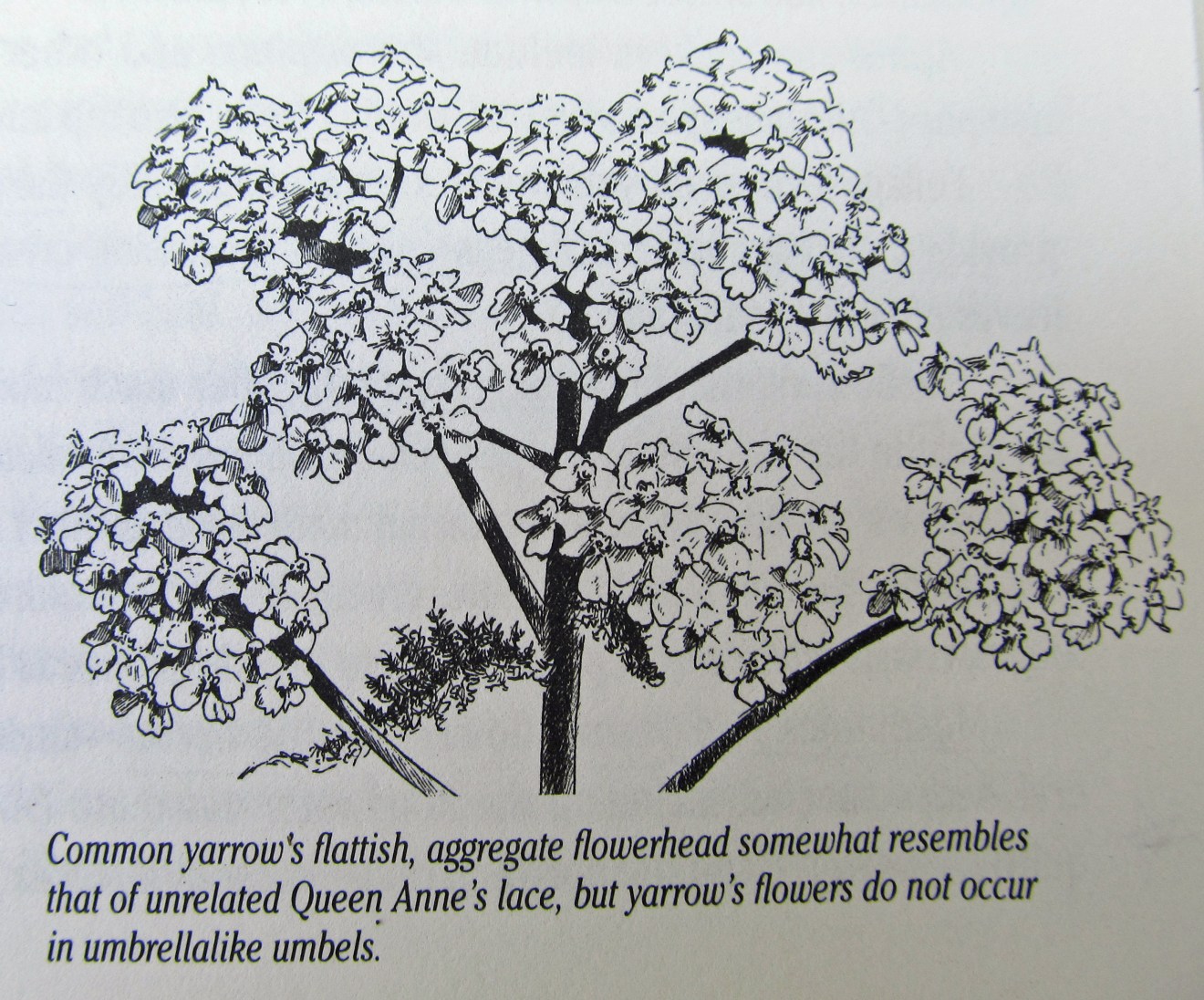 Drought Tolerant Plants: The Yarrows – awkward botany