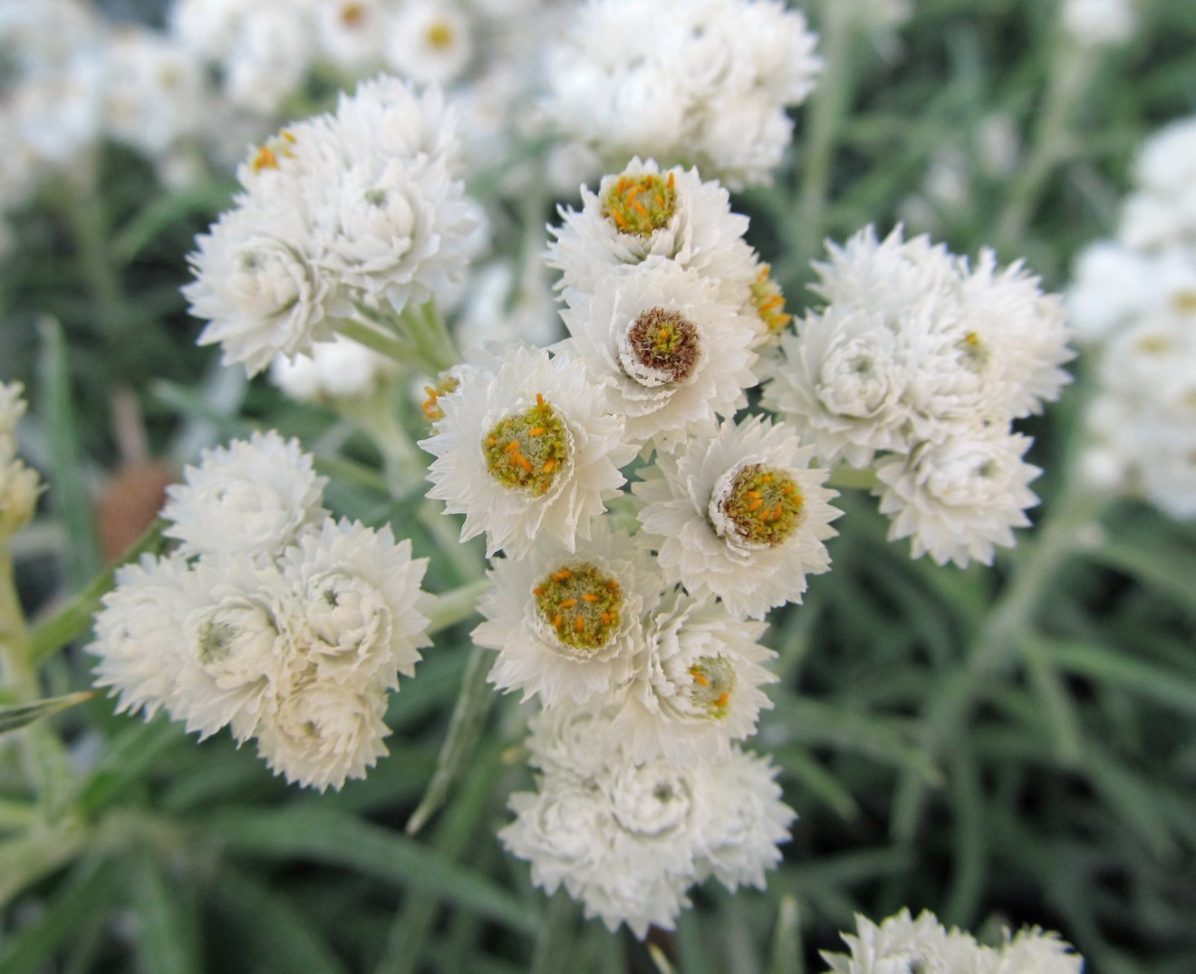 September 2016 – awkward botany