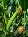 Maize Anatomy and the Anatomy of a Maze – awkward botany