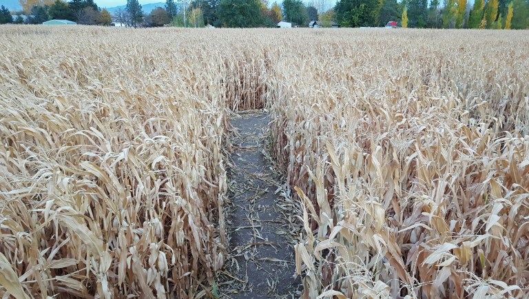 Maize Anatomy and the Anatomy of a Maze – awkward botany