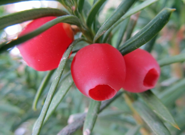 Poisonous Plants: Yews – awkward botany