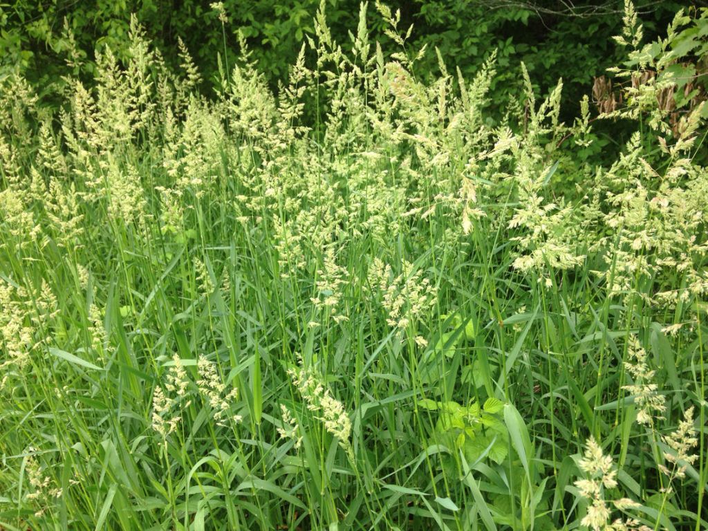 When Alien Plants Invade – The Four Stages of Invasion, part one ...