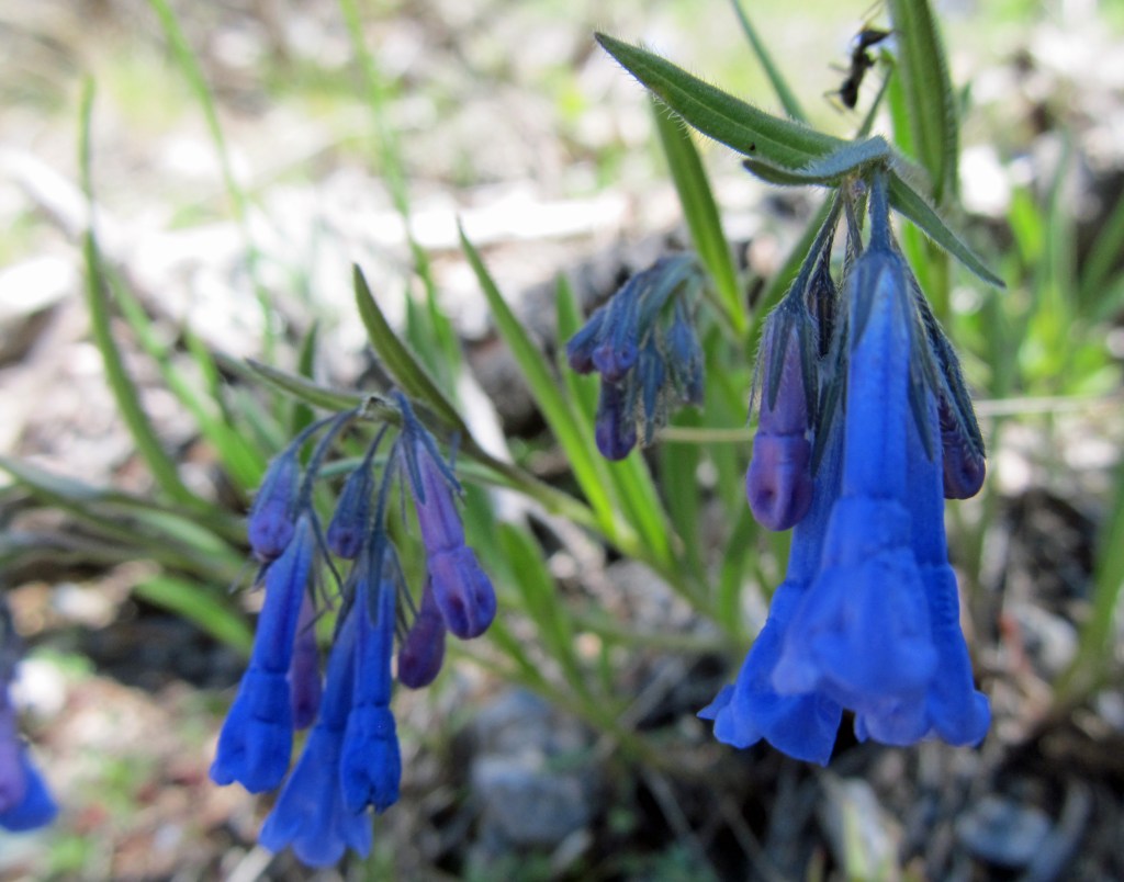 May 2017 – awkward botany