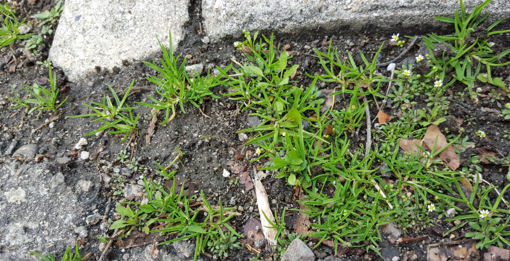 Introducing the Summer of Weeds – awkward botany