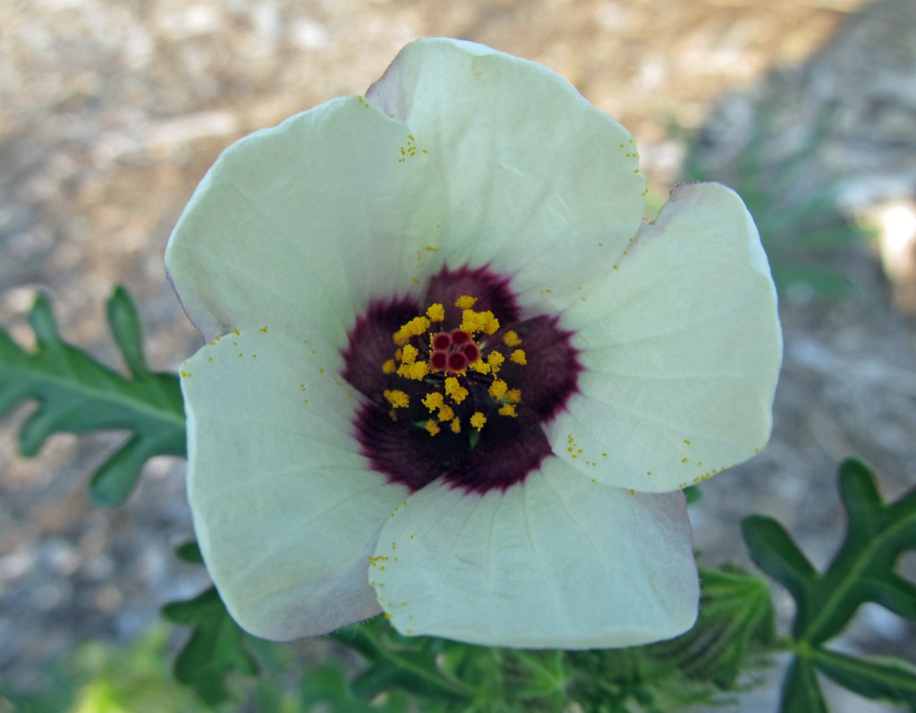 Summer of Weeds: Flower of an Hour – awkward botany