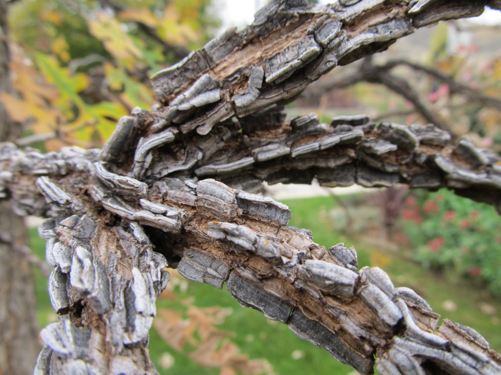 Charles Darwin and the Phylogeny of State Flowers and State Trees ...