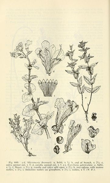 creeping stem whose name