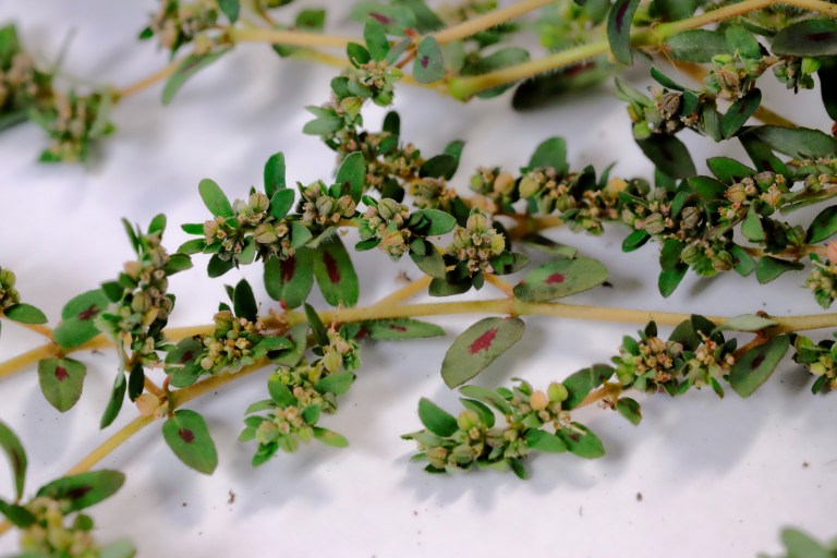 How to Identify Puncture Vine (a.k.a. the Goathead Monster) – awkward ...