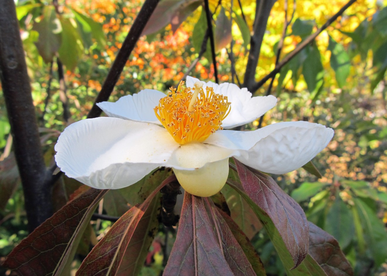 October 2018 – awkward botany
