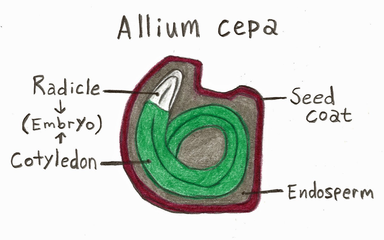 Inside of a Seed: Two Monocots – awkward botany