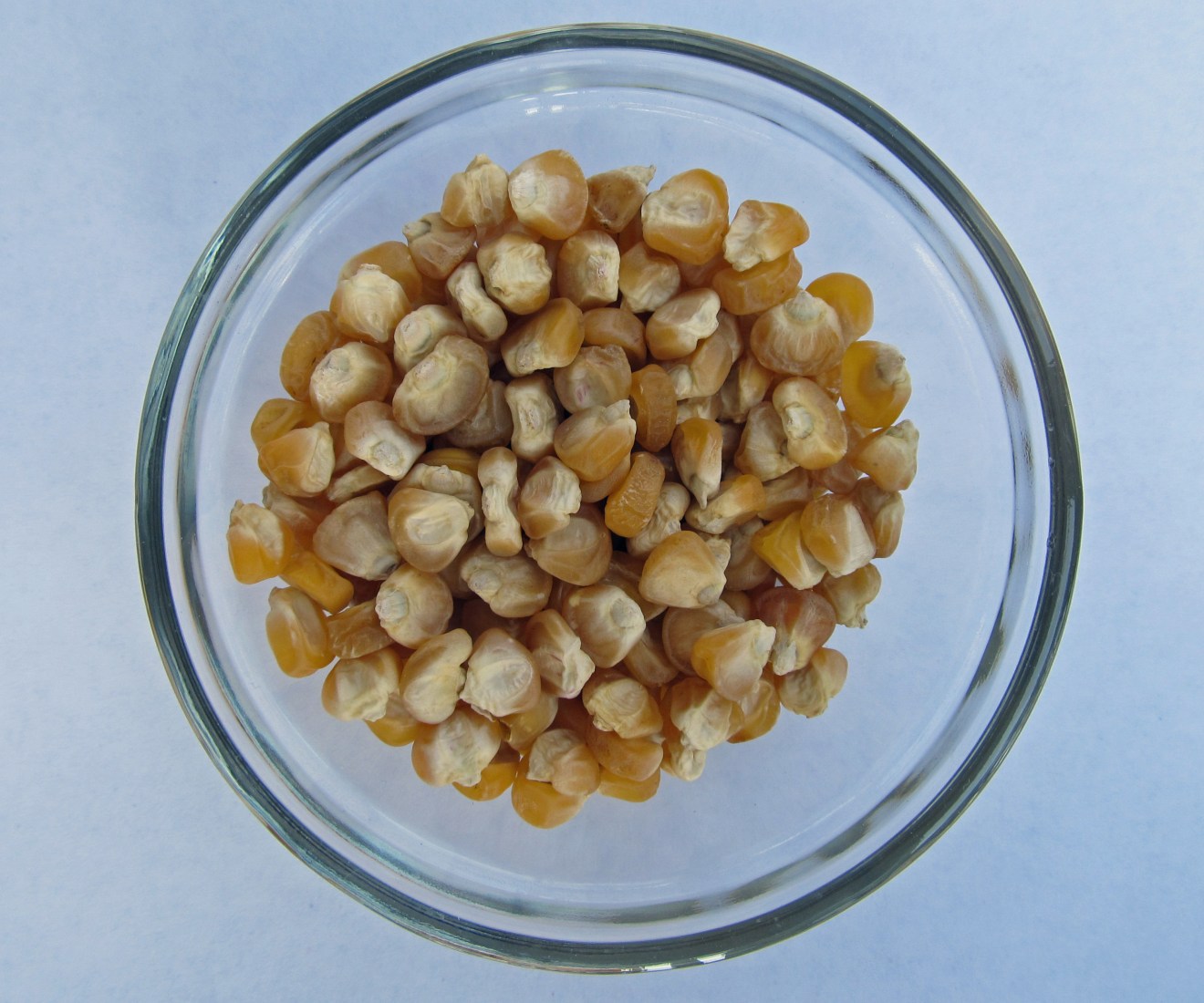 Inside of a Seed: Two Monocots – awkward botany