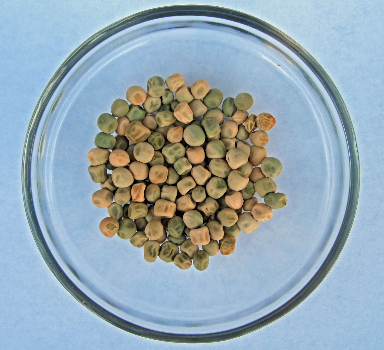 non-endospermic – awkward botany