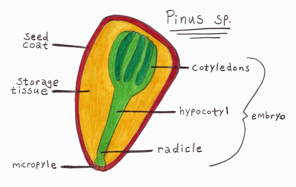 Inside of a Seed: Gymnosperms – awkward botany