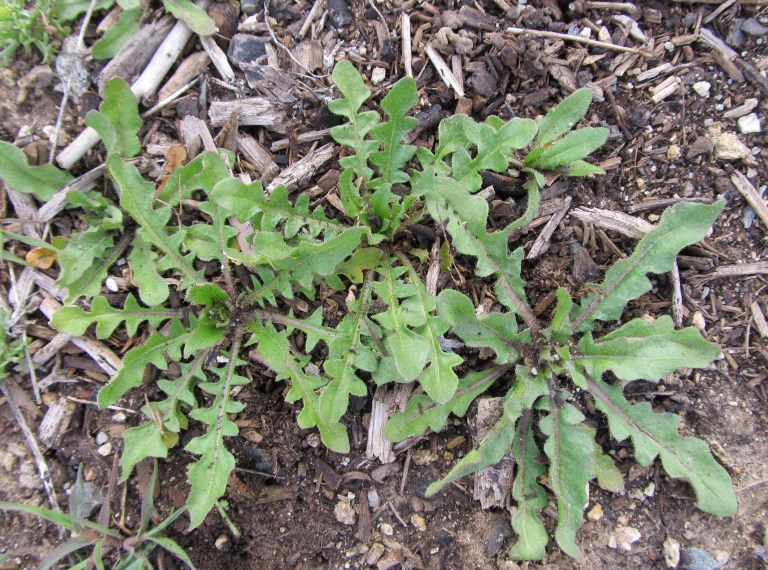 Eating Weeds: Blue Mustard – awkward botany