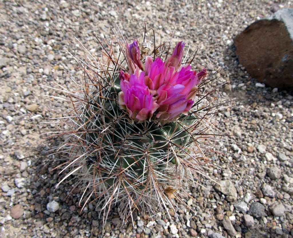 Field Trip: Orton Botanical Garden – awkward botany