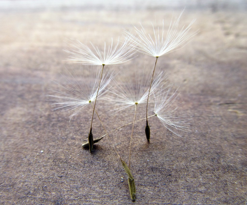 The Flight of the Dandelion – awkward botany