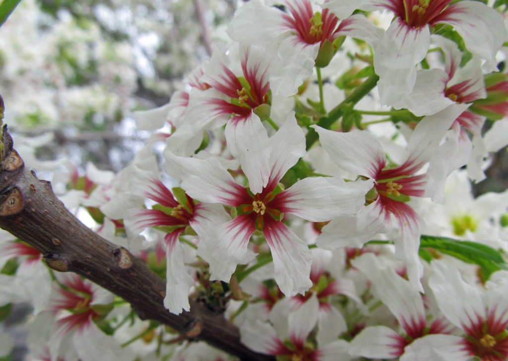 Xanthoceras sorbifolium – awkward botany