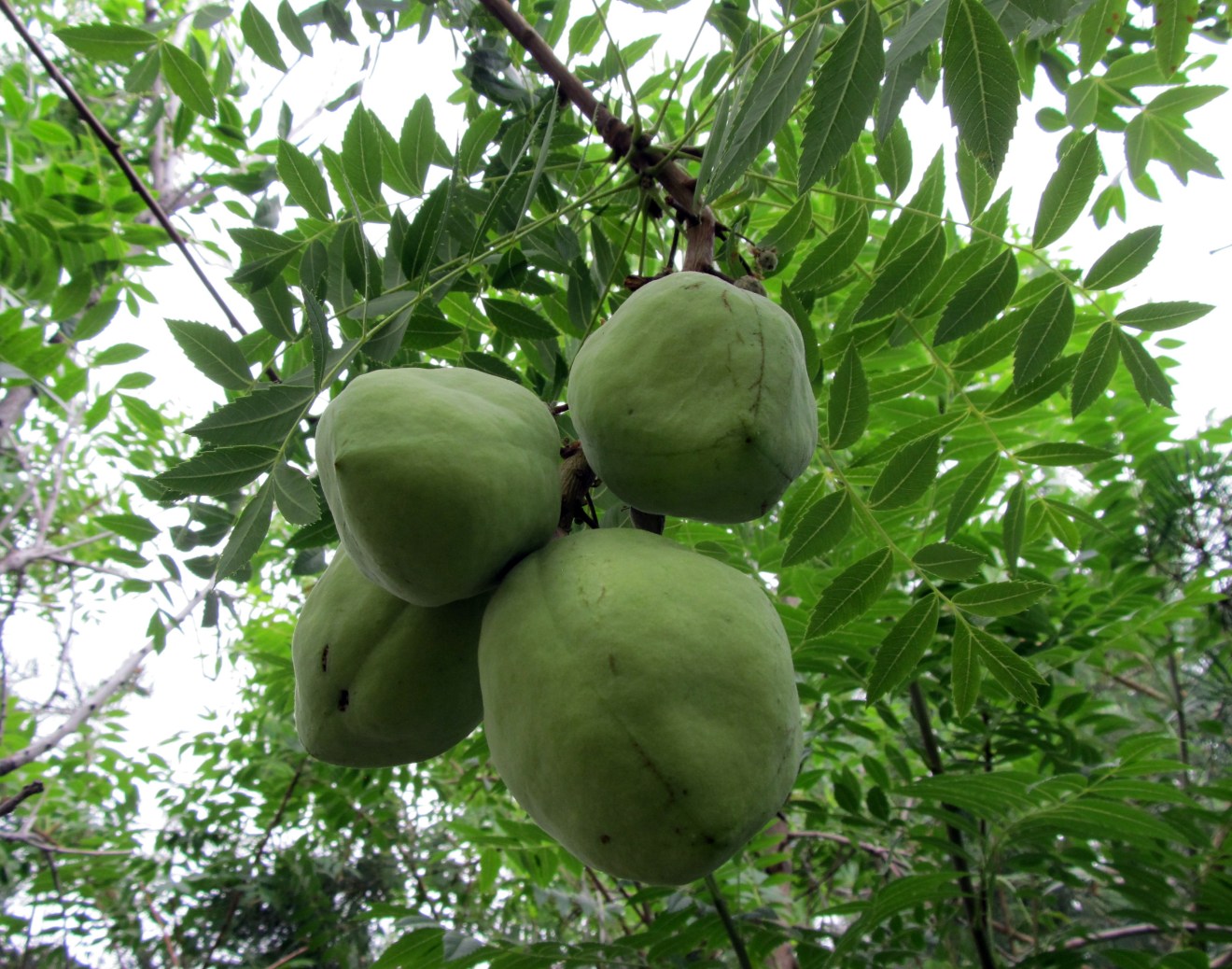 Drought Tolerant Plants: Yellowhorn – awkward botany