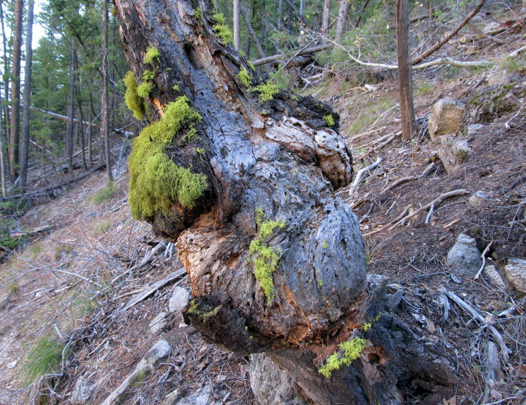 A Few Snags Near Ketchum and Stanley – awkward botany