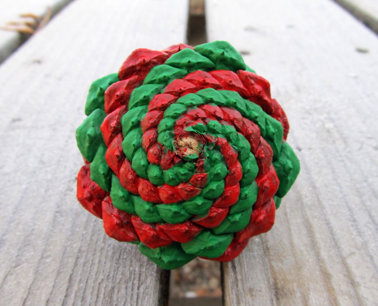 Pine Cones and the Fibonacci Sequence – awkward botany