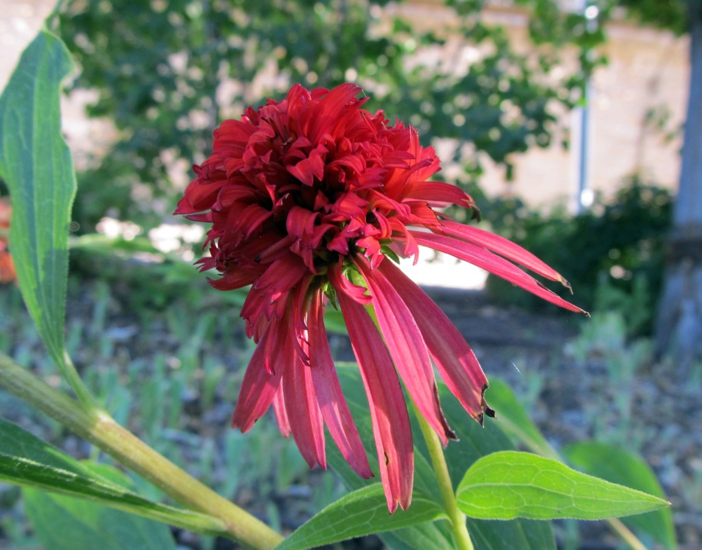 Flowers Growing Out of Flowers (Things Are Getting Weird Out There ...
