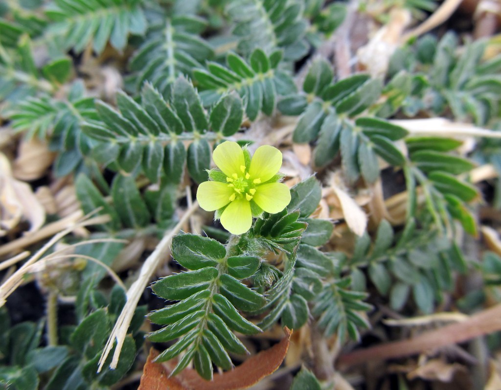 Weeds of Boise: Ahavath Beth Israel Synagogue Garden – awkward botany