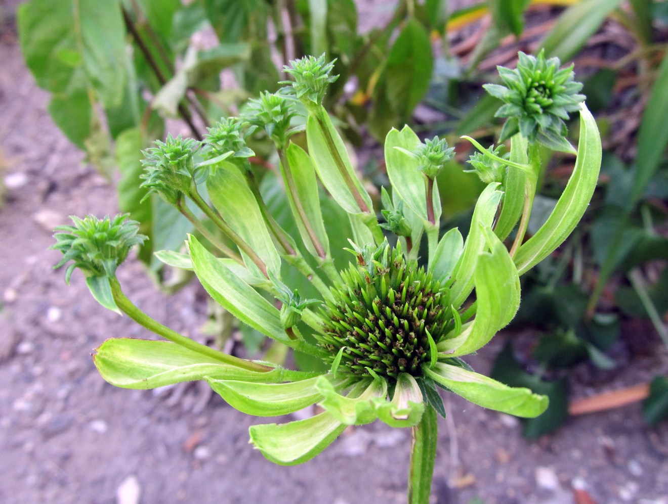 Flowers Growing Out of Flowers (Things Are Getting Weird Out There ...