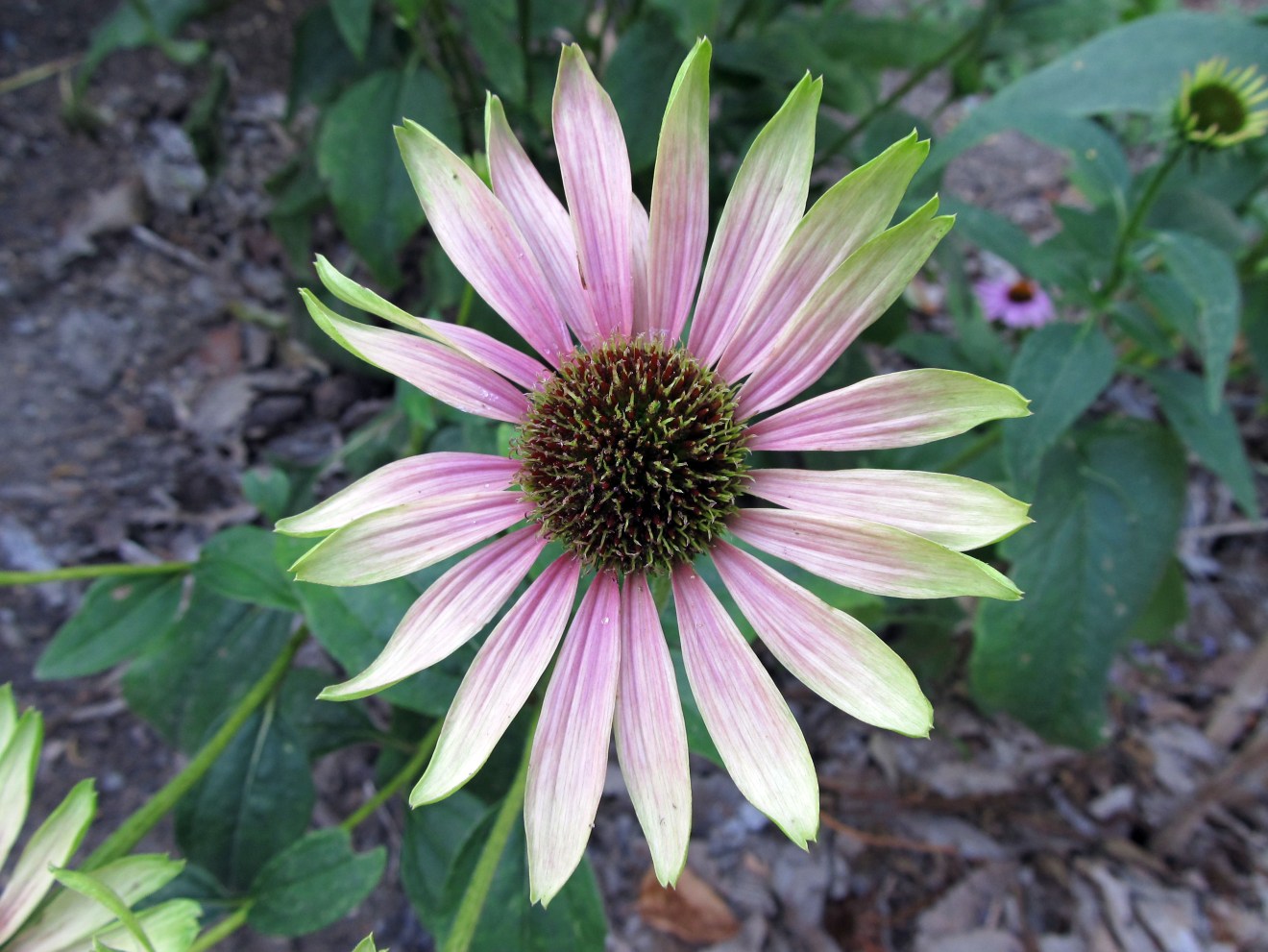 Flowers Growing Out of Flowers (Things Are Getting Weird Out There ...