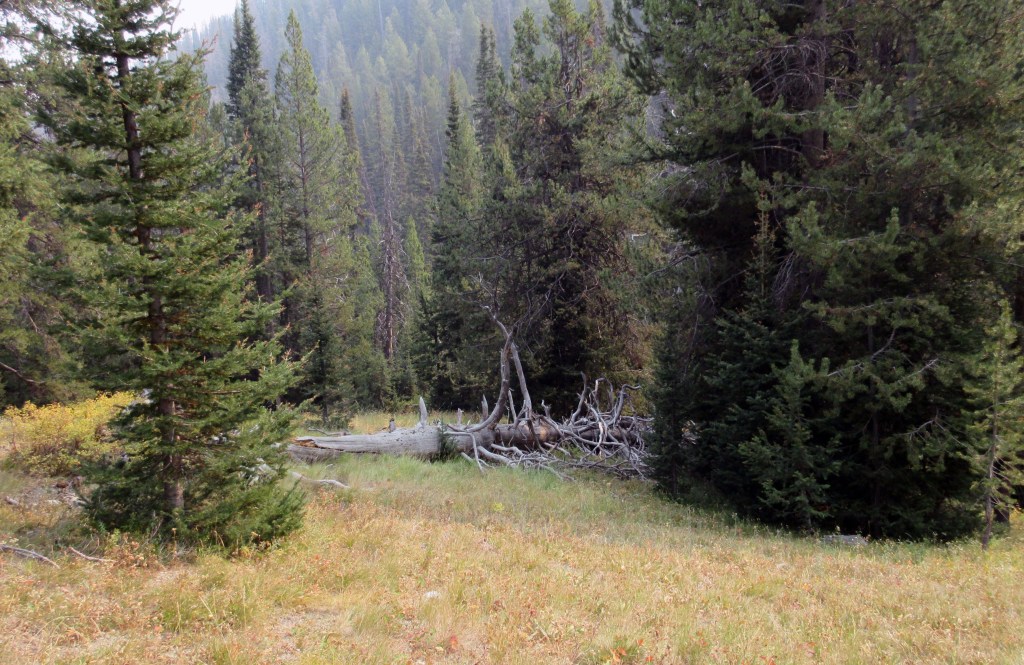 dead trees – awkward botany