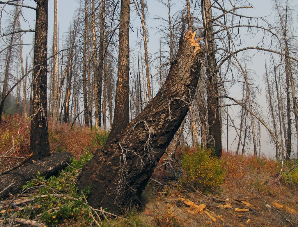 A Few More Snags Near Ketchum – awkward botany