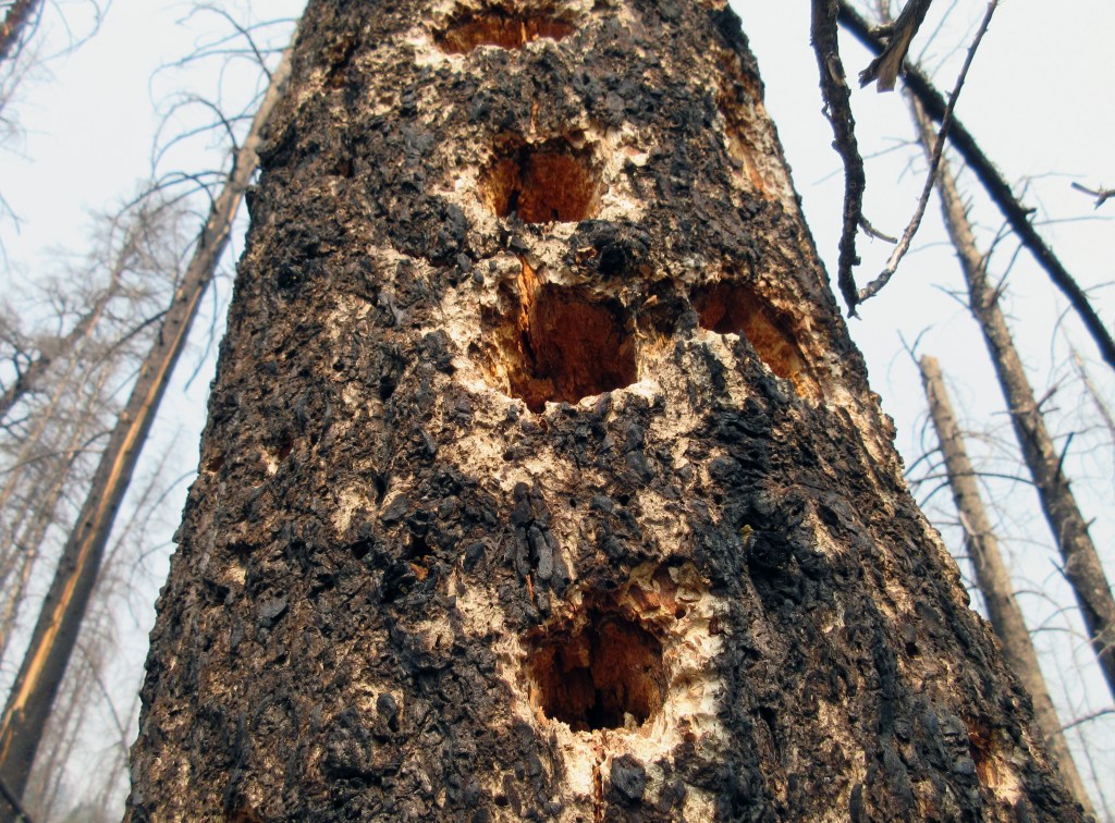 A Few More Snags Near Ketchum – awkward botany