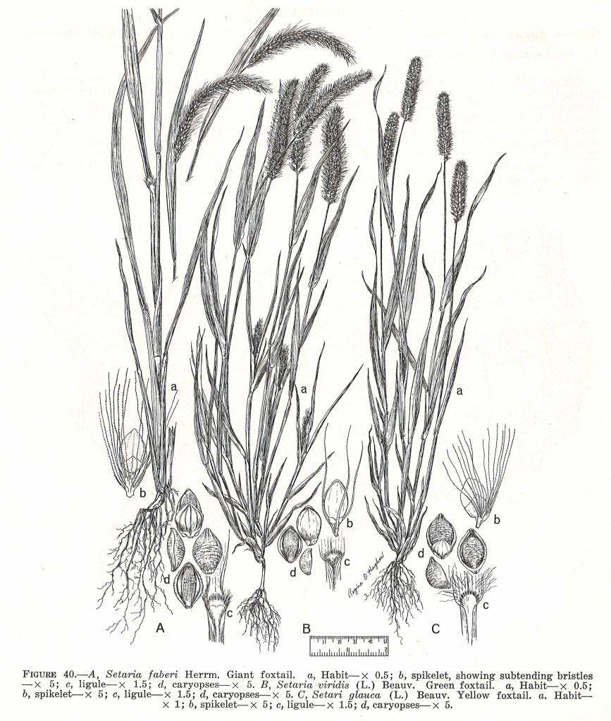 Setaria viridis – awkward botany