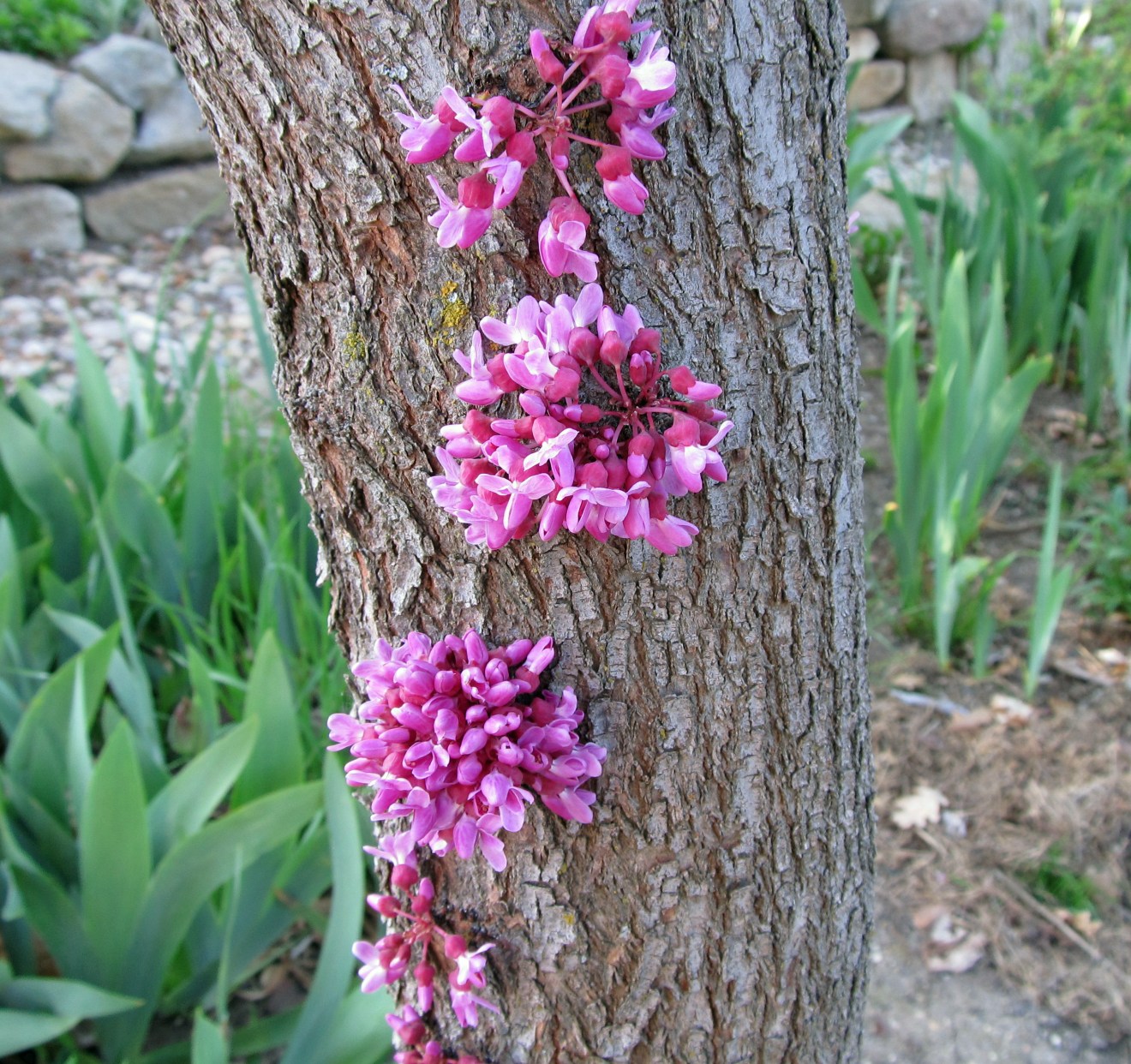 Winter Trees and Shrubs: Eastern Redbud – awkward botany