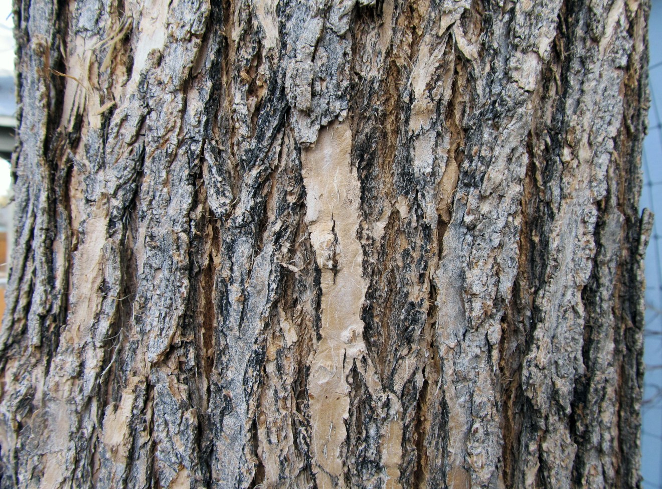 Winter Trees and Shrubs: Northern Catalpa – awkward botany