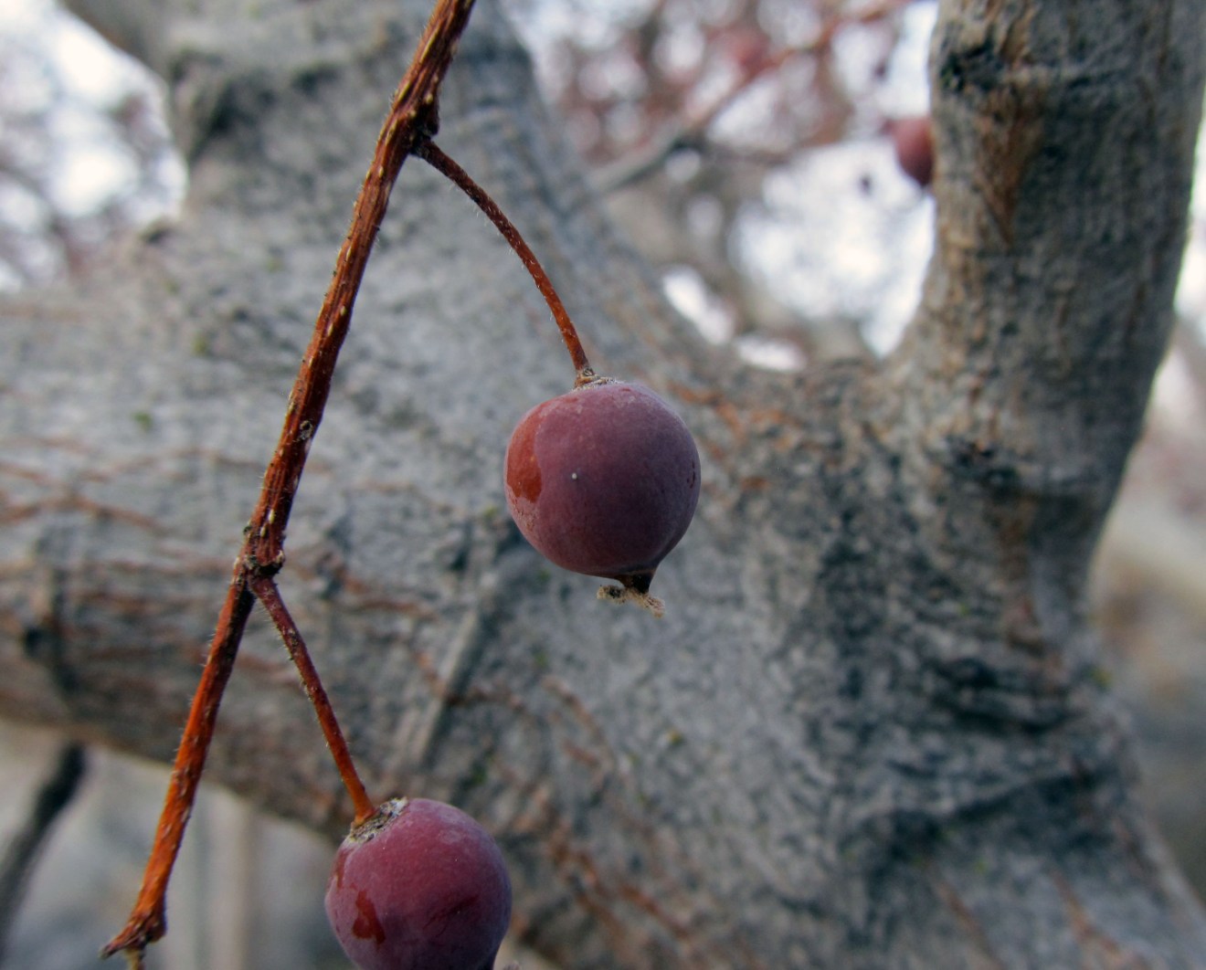 leaf scars – awkward botany