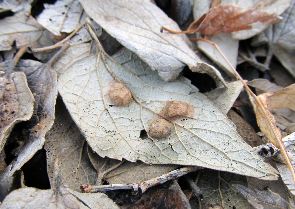 galls – awkward botany