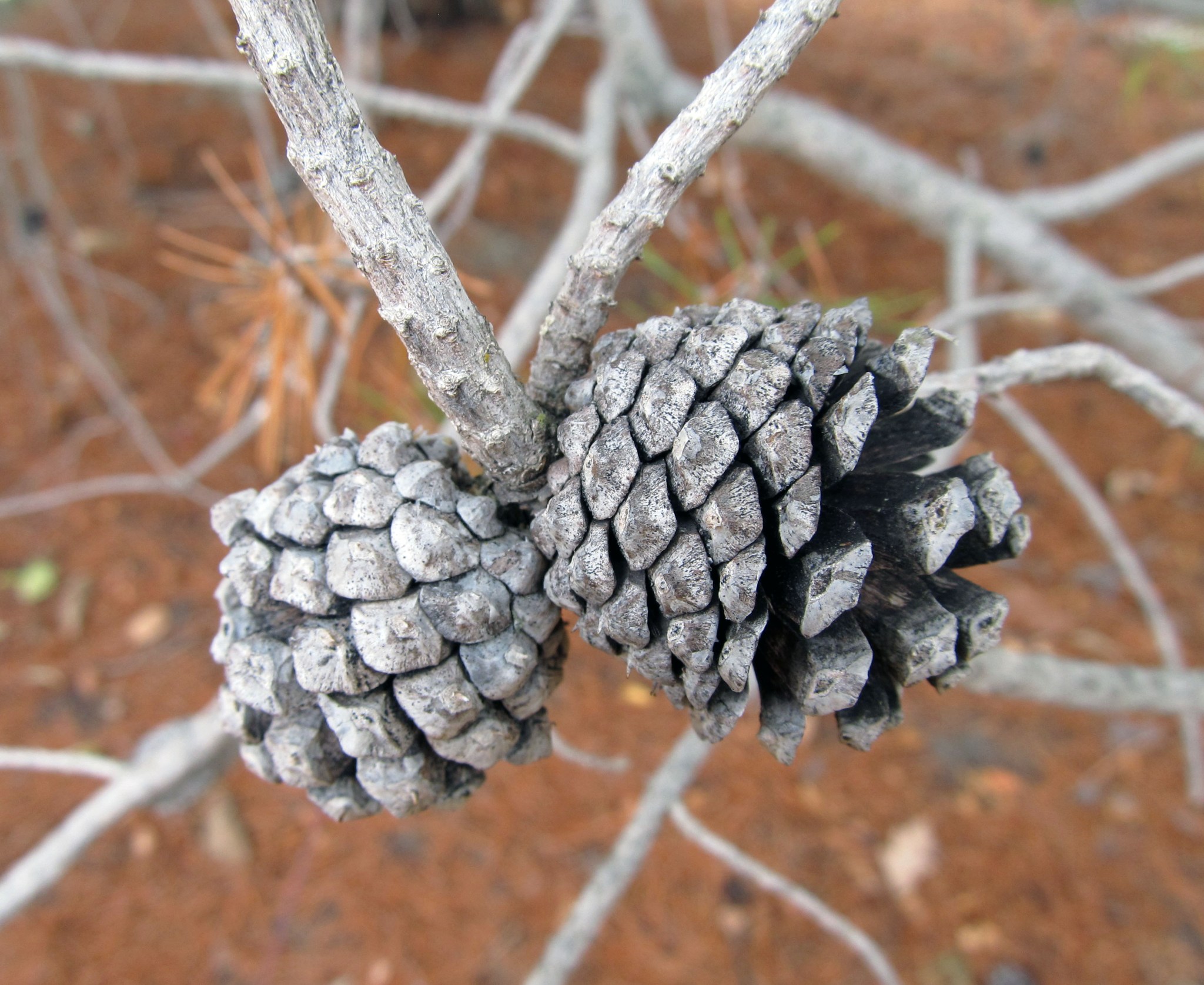 The Serotinous Cones of Lodgepole Pine – awkward botany