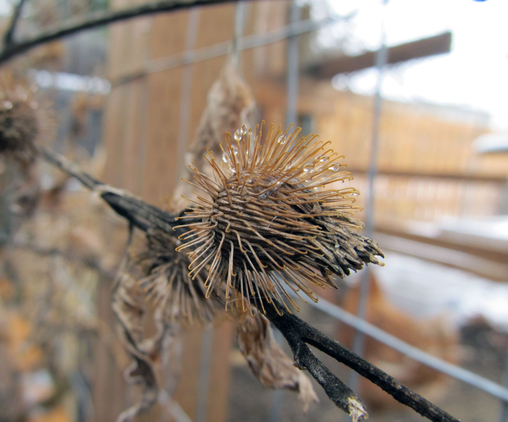 awkward botany – Page 4 – amateur botany for the phytocurious